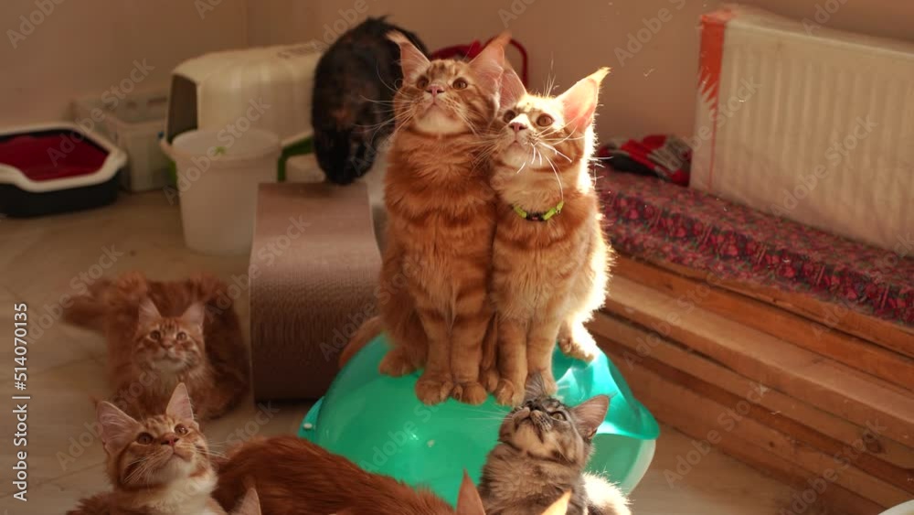 Closeup view 4k stock video footage of many pure breed Maine Coon cats ...