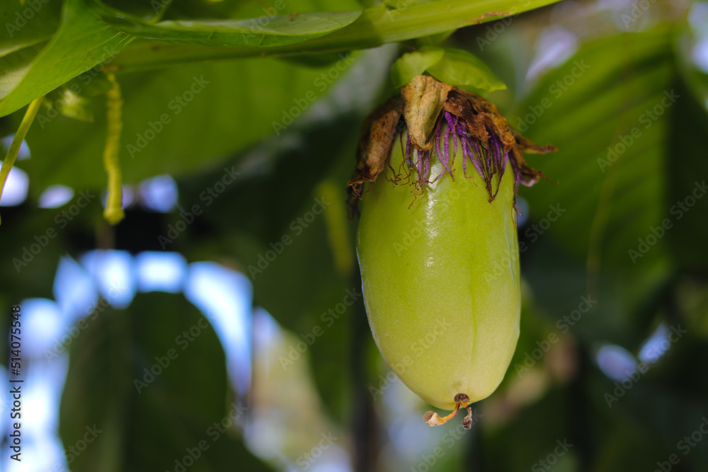 young Passiflora quadrangularis fruits (also known as the giant ...
