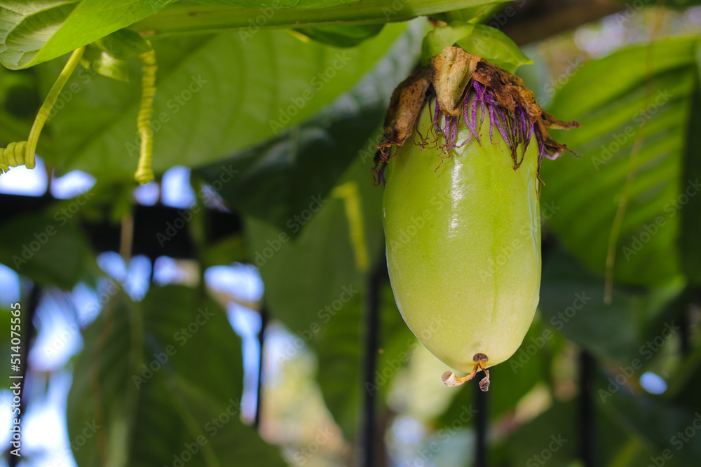 young Passiflora quadrangularis fruits (also known as the giant ...