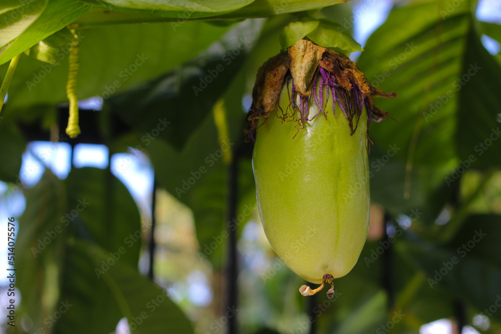 young Passiflora quadrangularis fruits (also known as the giant ...