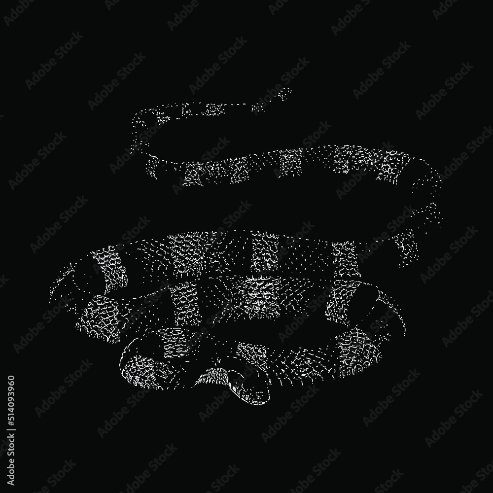 Banded Krait snake hand drawing vector illustration isolated on white ...