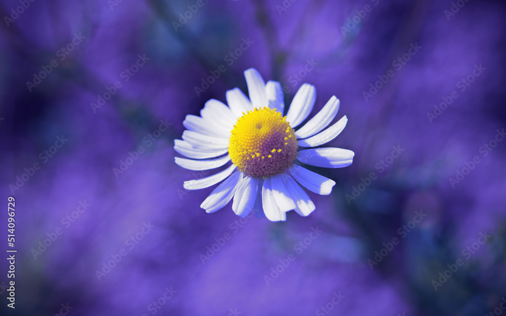 Daisy in the sun, white and yellow and purple atypical colors, flower ...