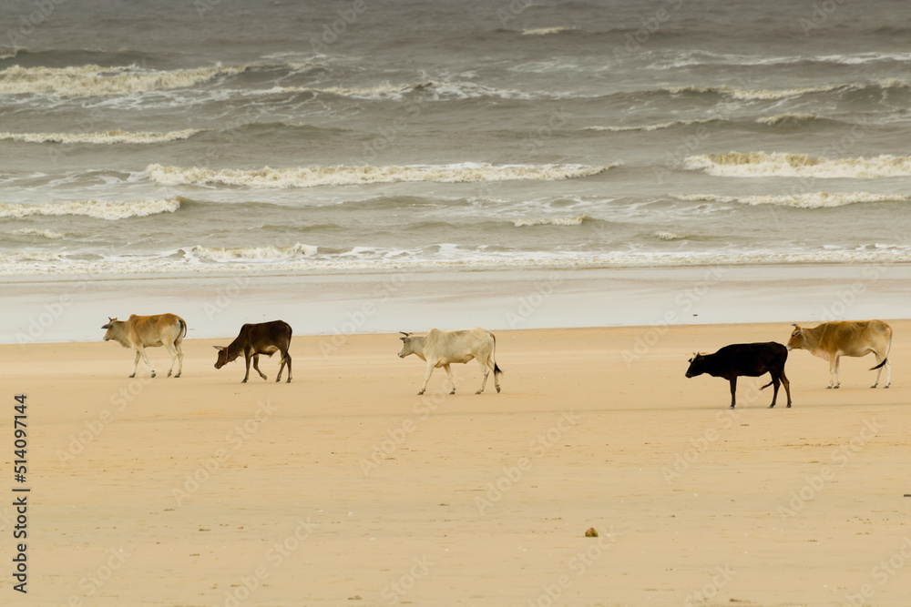 Tajpur sea beach - bay of Bengal, India. View of cows roaming on beach ...
