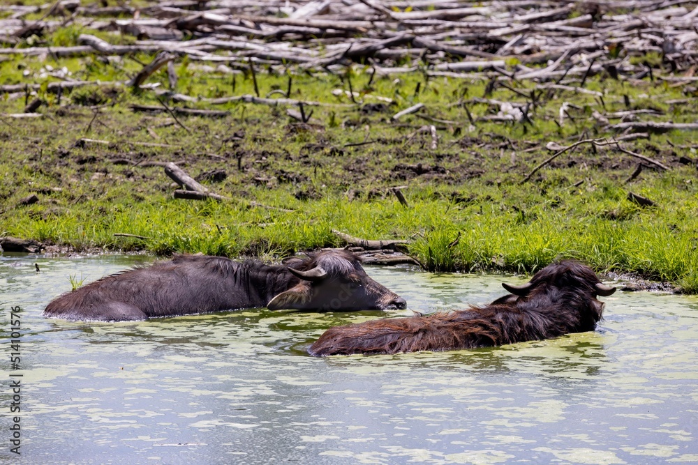 The water buffalo (Bubalus bubalis), also called the domestic water ...