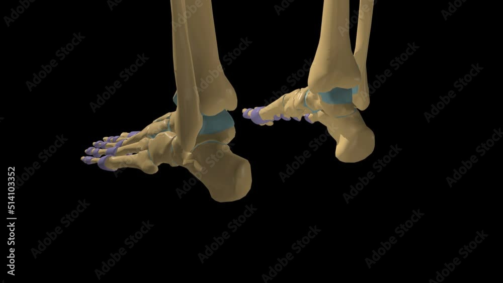 Human skeleton synovial joint anatomy with articulate capsule 3D Stock ...