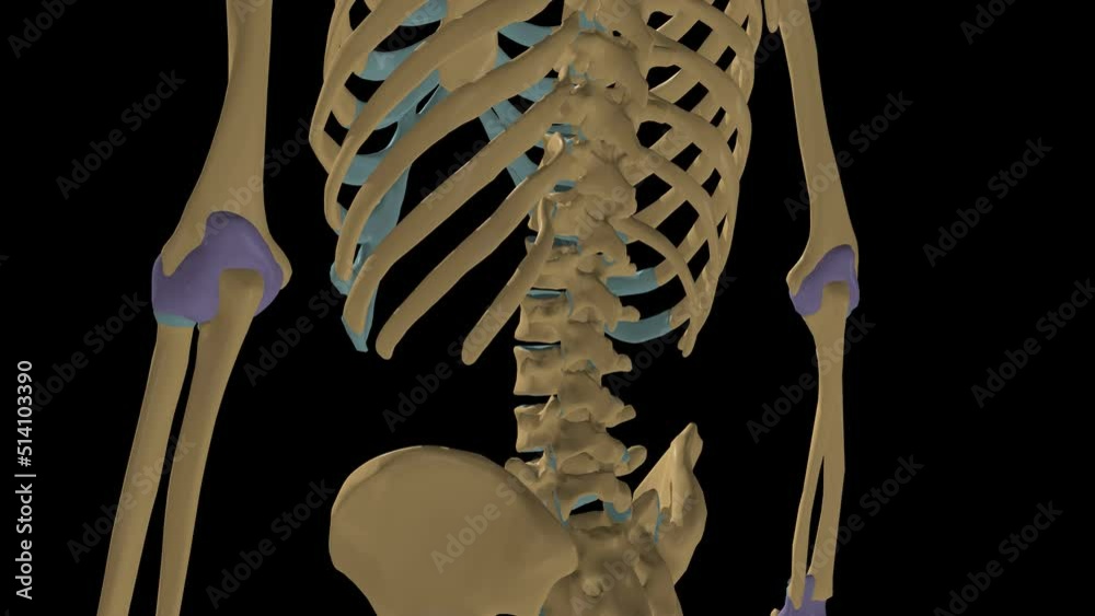 Human skeleton synovial joint anatomy with articulate capsule 3D Stock ...
