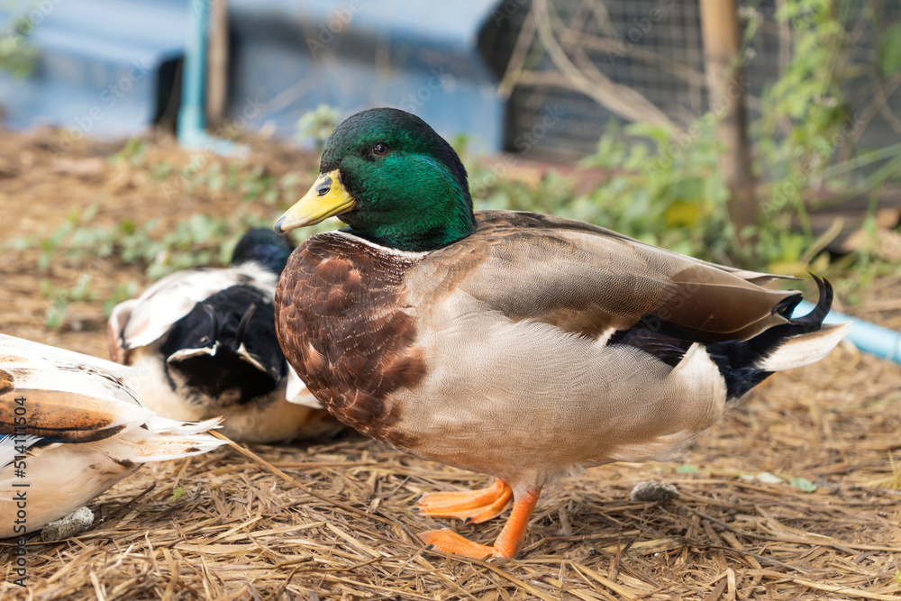 male green-headed duck. call duck or mini mallard a pet in the backyard ...