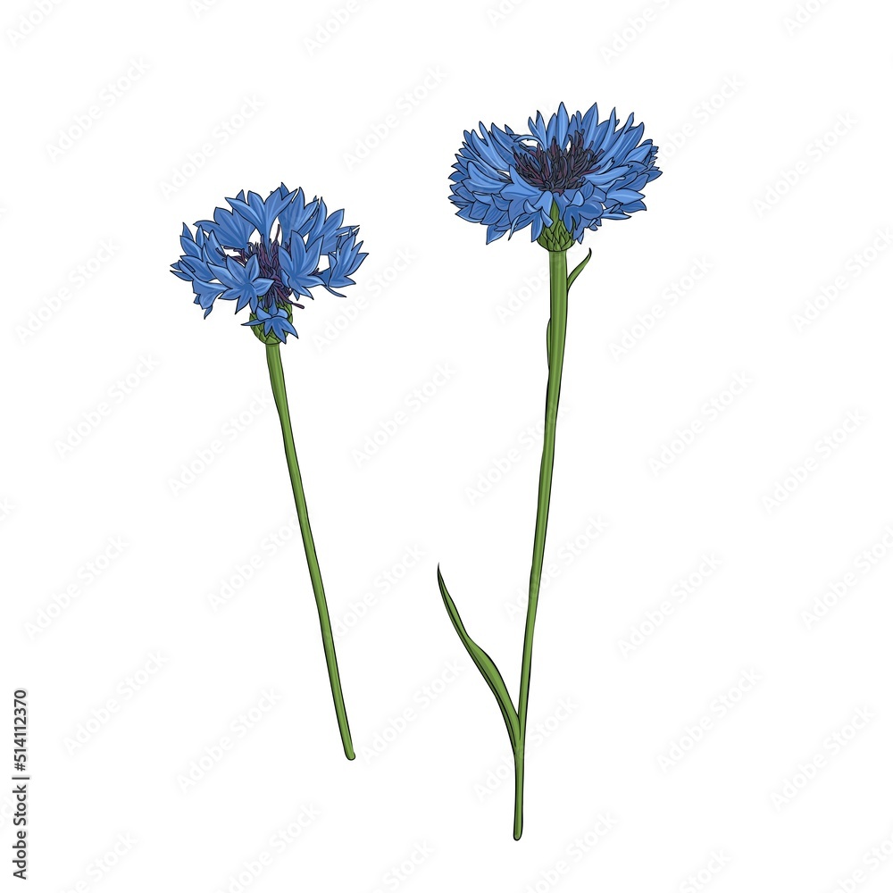 flowers of cornflower, Centaurea cyanus, vector drawing wild plants ...