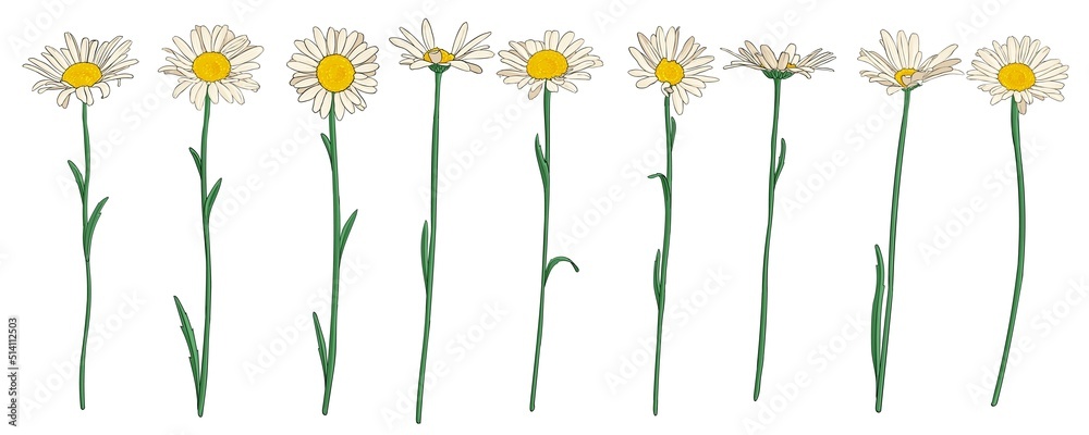daisy flowers, vector drawing wild plant isolated at white background ...