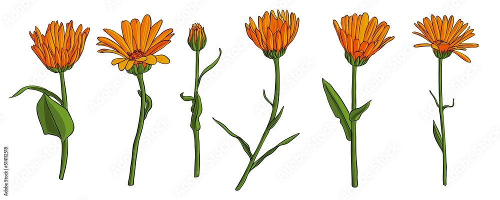 Calendula Officinalis Drawing