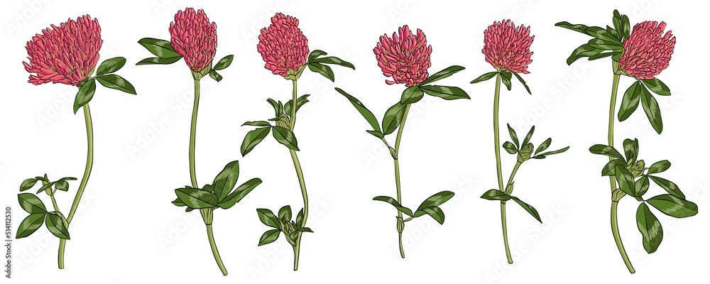 flowers of red clover, Trifolium pratense, vector drawing wild plant ...