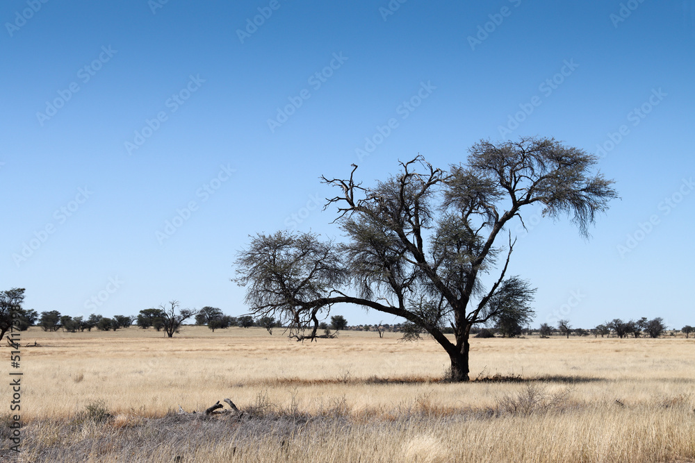 Kgalagadi Transfrontier National Park, South Africa: landscape showing ...