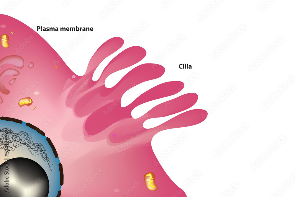 Poster cilia structure (microtubules coated by the plasma membrane ...