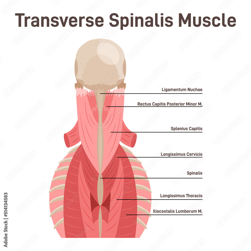 Back and neck muscles system. Didactic scheme of anatomy of human Stock ...