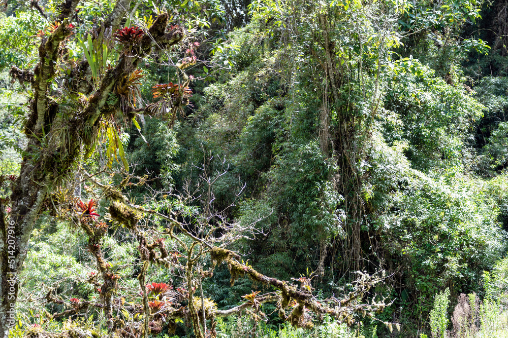 bosque nativo de los andes ecuatorianos Stock Photo | Adobe Stock