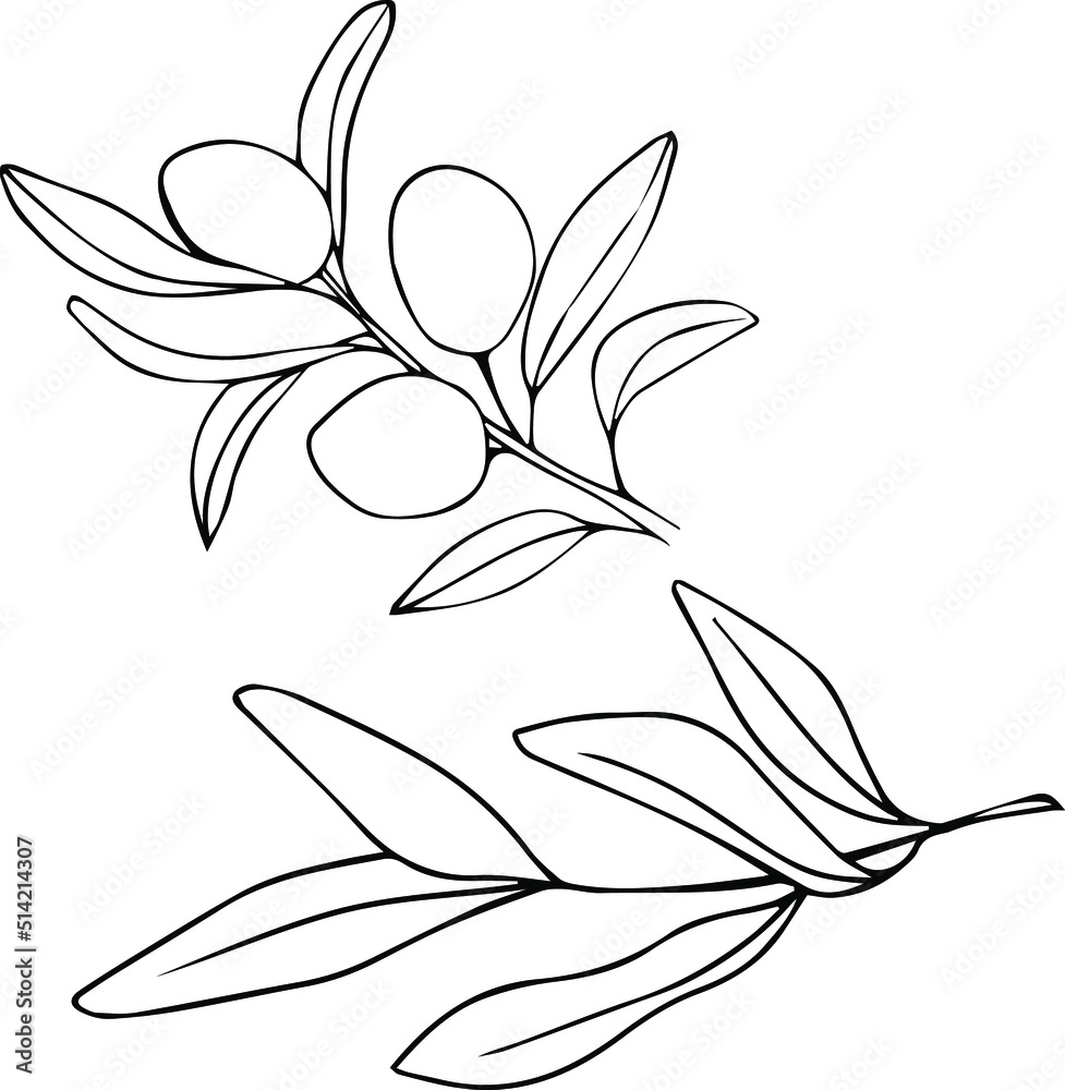 Vector olive set. Olives and leaves drawn with a line on a white ...