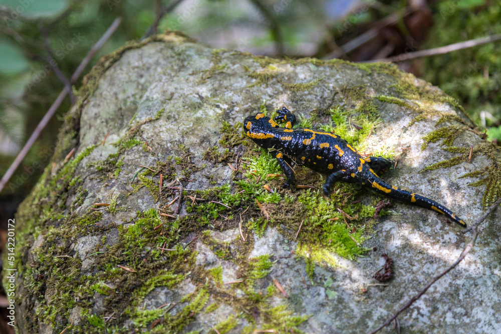 Fire salamander (Salamandra salamandra) with yellow spots on the stone ...