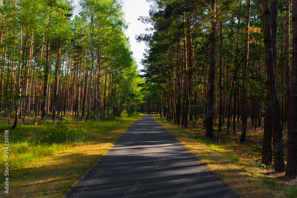 Cycle path in a forest for recreational athletes in summer with lots of ...
