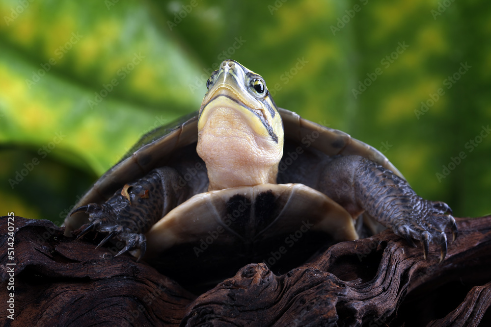 The Amboina Box Turtle or Southeast Asian Box Turtle (Cuora amboinensis ...