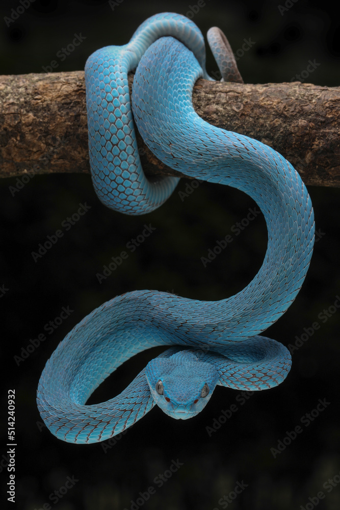 Blue Insularis (Trimeresurus insularis) is venomous pit vipers and ...