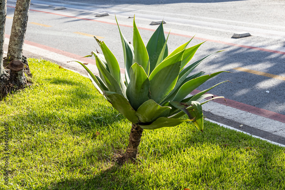 Agave attenuata plant in a city flower bed. An unusual tropical plant ...
