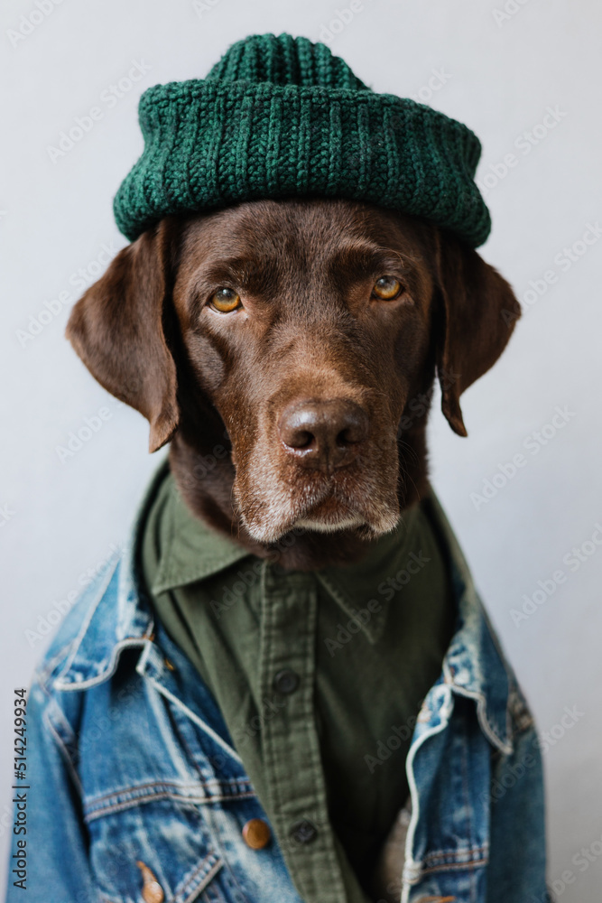 Portrait labrador in a shirt, denim jacket and hat. Stock Photo | Adobe ...