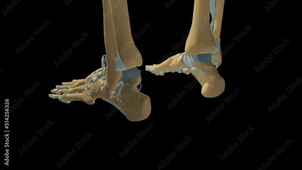 Human skeleton Foot joint ligaments anatomy 3D Animation Stock Video ...