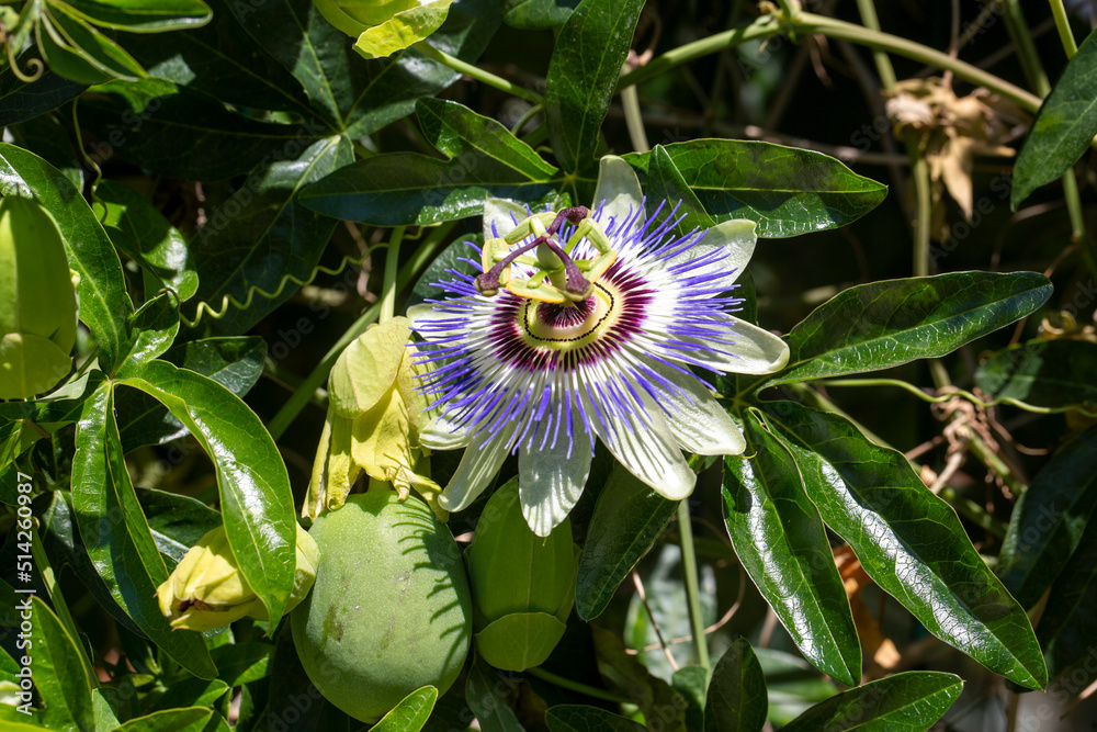 Close up passiflora. Passion Flower (Passiflora caerulea) leaf in ...
