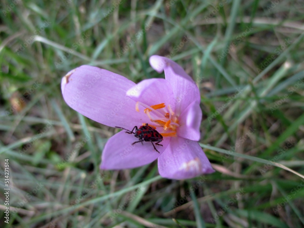 Colchique d'automne (Colchicum autumnale) et punaise à damier ...