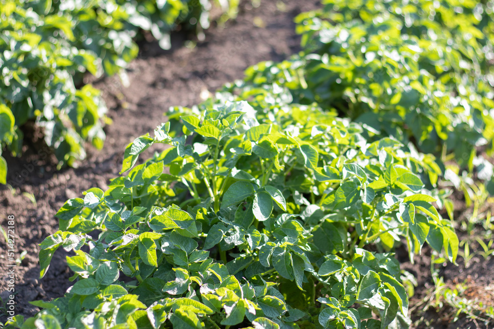 Potato plantations grow in the field. Farming, agriculture. Green field ...