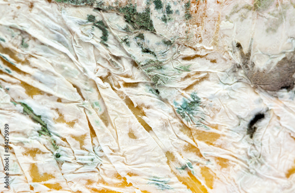 Mold on cheese, close-up on a white background. Mold on food. Fluffy ...