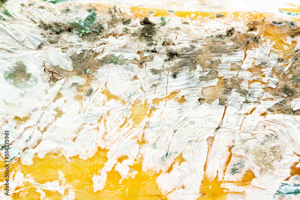 Mold on cheese, close-up on a white background. Mold on food. Fluffy ...