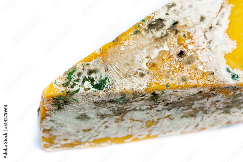 Mold on cheese, close-up on a white background. Mold on food. Fluffy ...