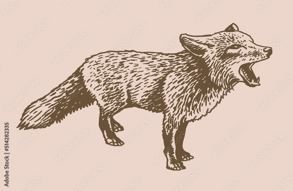 Vector vintage drawing of angry fox standing and watching distance ...
