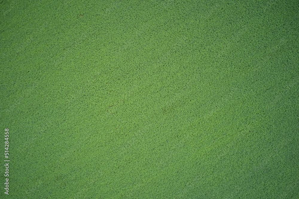 Green grass and top view. Top view of natural grass. Green lawn texture ...
