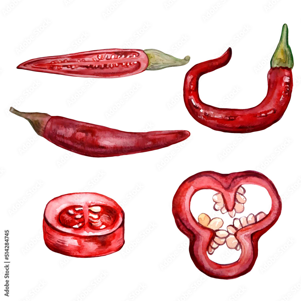 Red hot chilli peppers set. Hand drawing watercolor. Can be used for ...
