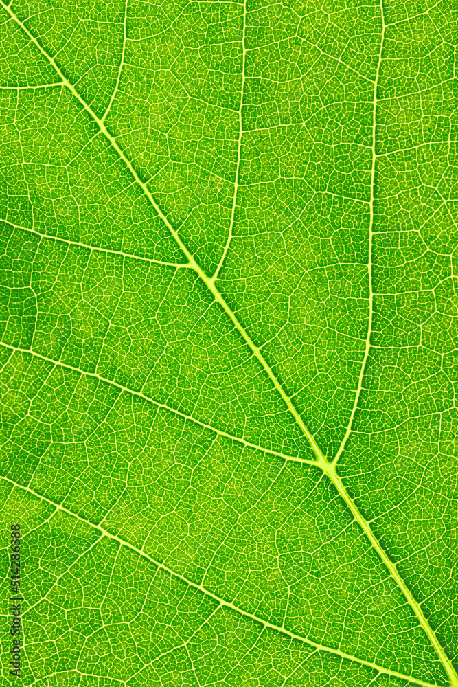 Macro Photo of Green Leaf Surface. Texture or Structure of Close up ...