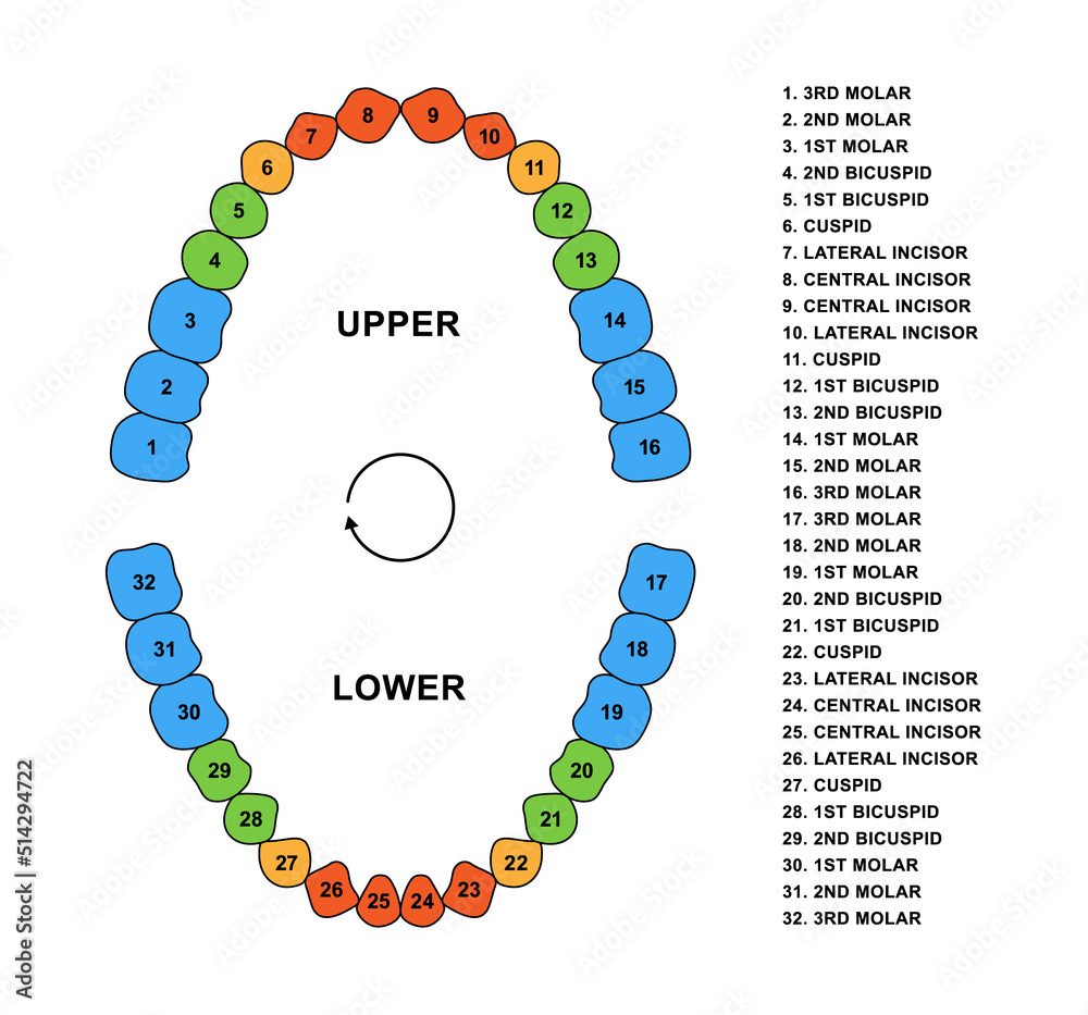 Secondary teeth dentition anatomy with descriptions. Adult upper and ...