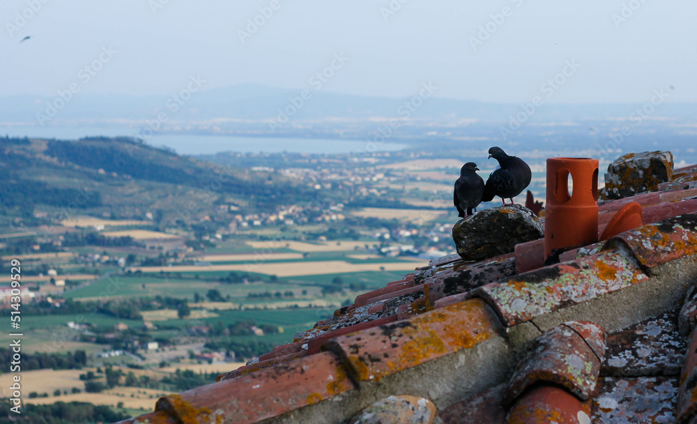 Foto de Pigeons in love sitting on a medieval roof overlooking the ...