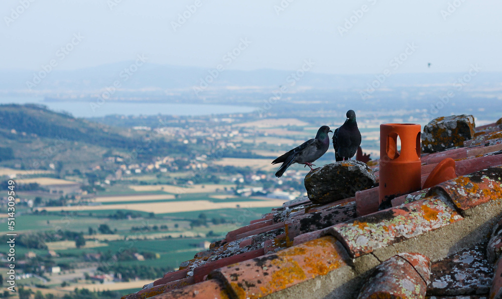 Pigeons in love sitting on a medieval roof overlooking the nature of ...