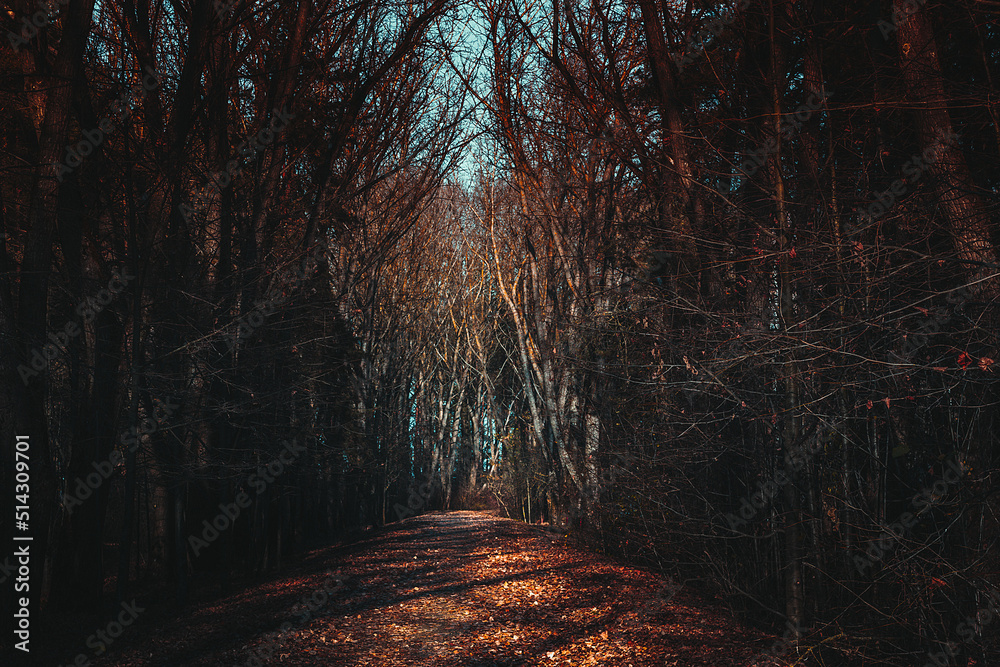 Mysterious road. Fairy Forest. Mystical atmosphere. Paranormal another ...