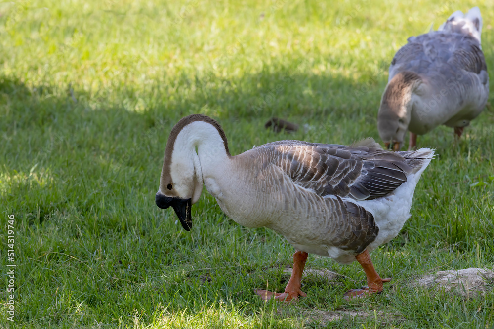 African domestic goose. The African goose is a breed of domestic goose ...