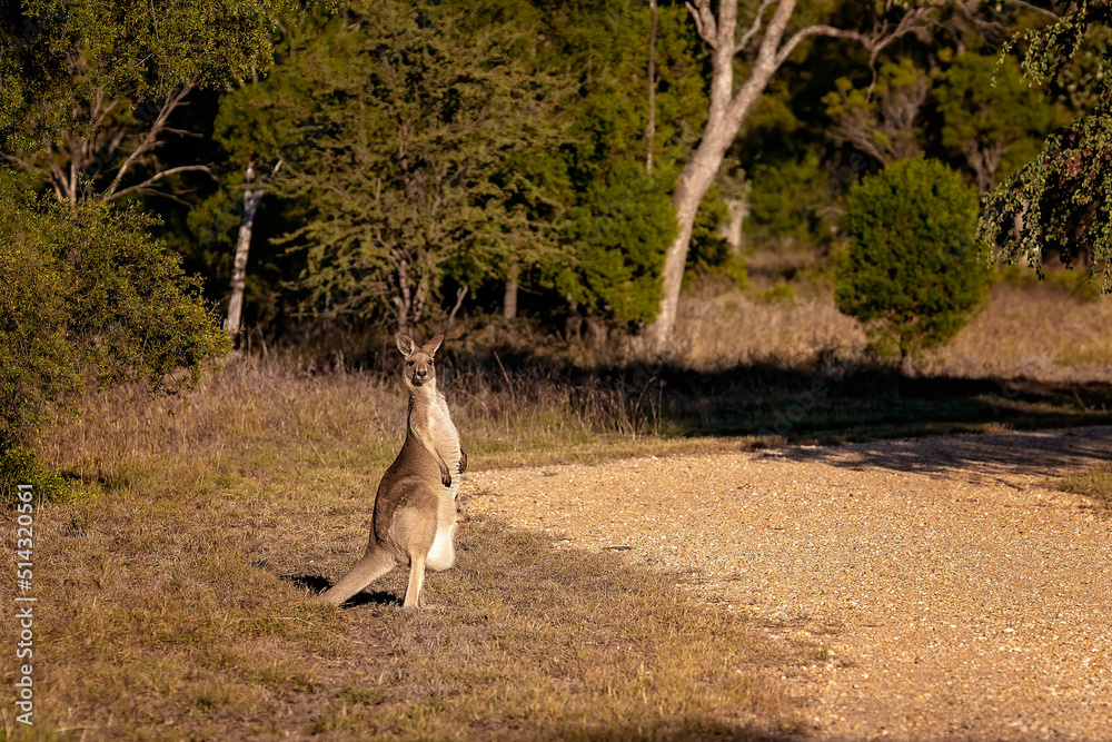 Female Australian Kangaroo With A Joey In Her Pouch Stock Photo | Adobe ...