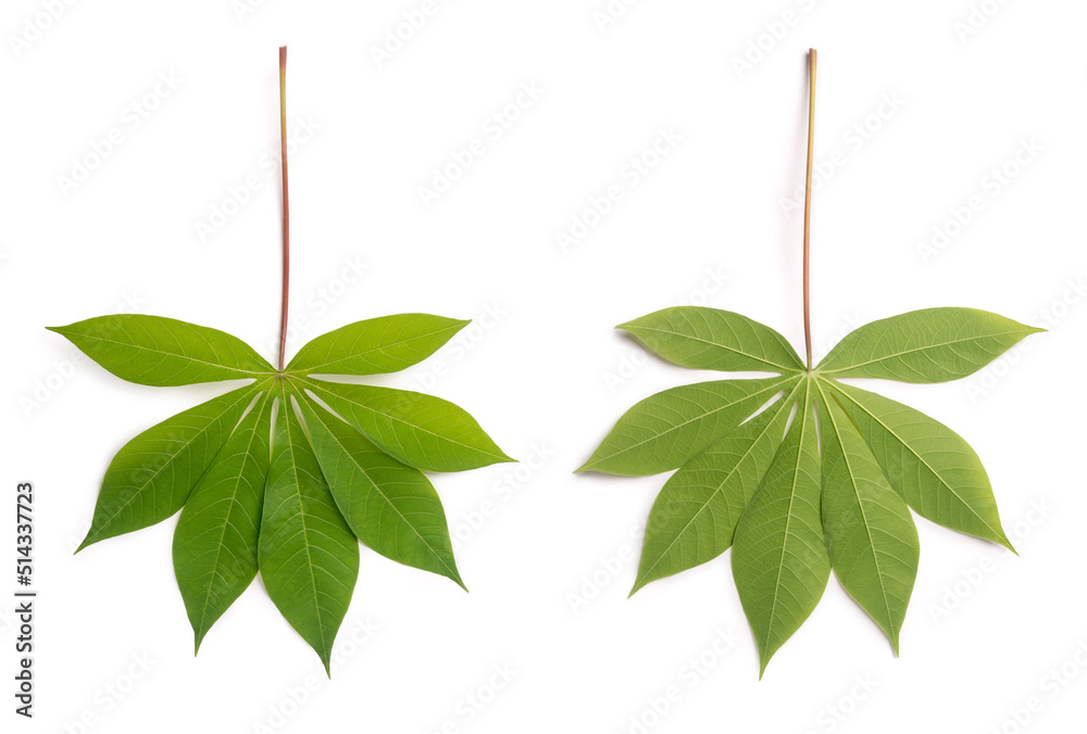 both sides of cassava or manihot plant leaf, also known as manioc, yuca ...