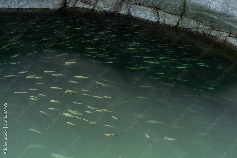 Foto de Small fishes are swim in a stream in mountain, Japan. do Stock ...