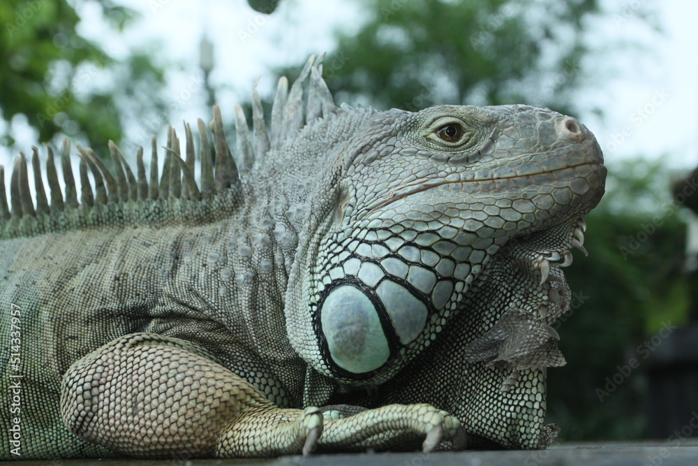 Giant iguana portrait is resting. This is the residual dinosaur reptile ...