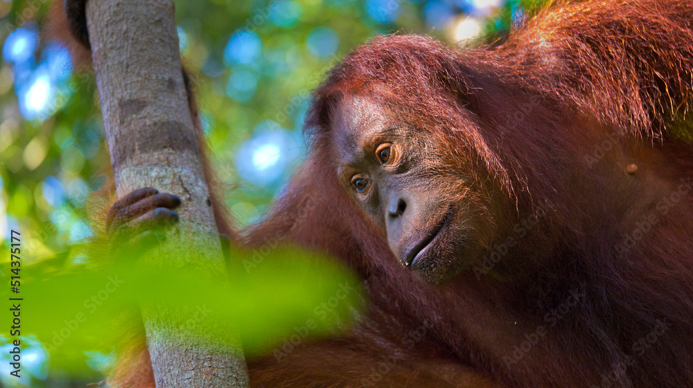 Orangutan, Pongo pygmaeus, Sekonyer River, Tanjung Puting National Park ...