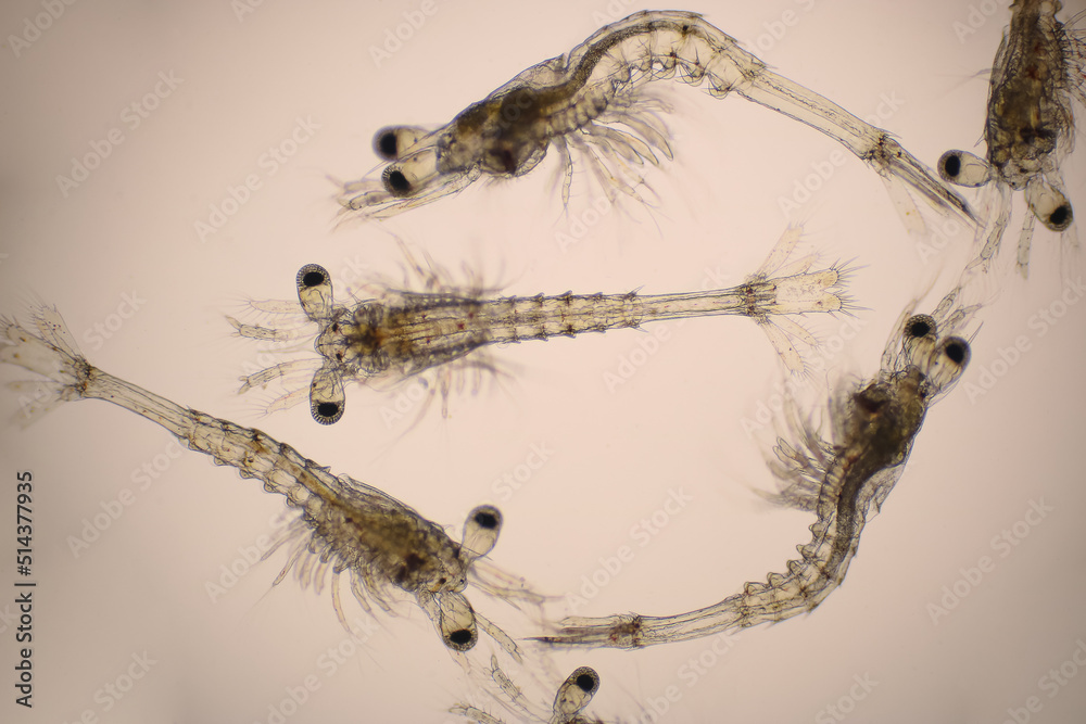 Closeup mysis stage of Vannamei shrimp in light microscope, Shrimp ...