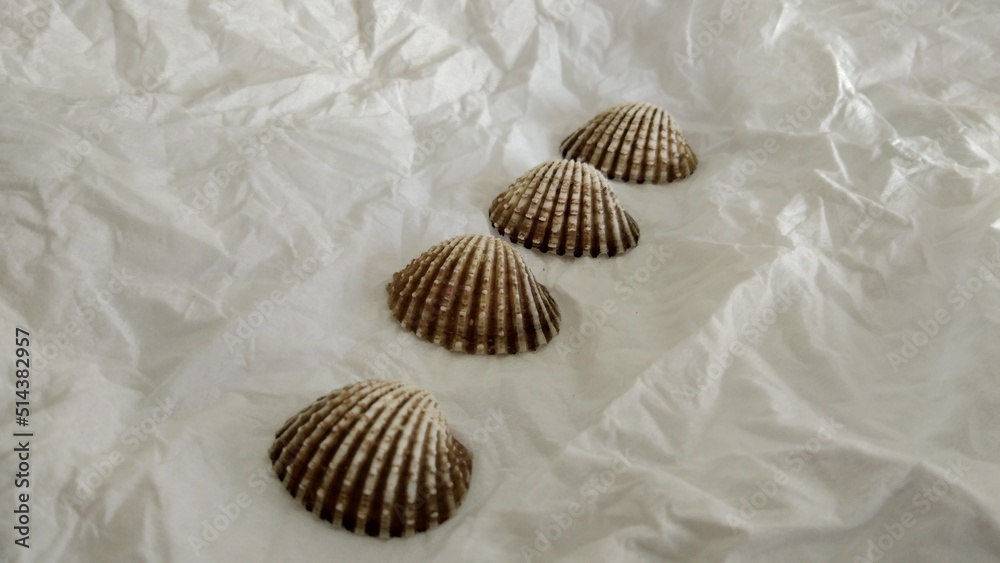 Shell with blurred object and white background for pattern, decorative ...