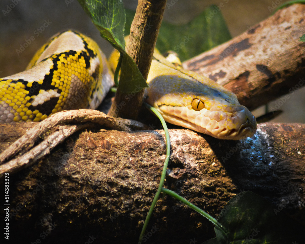 The reticulated python, Malayopython reticulatus is a python species ...